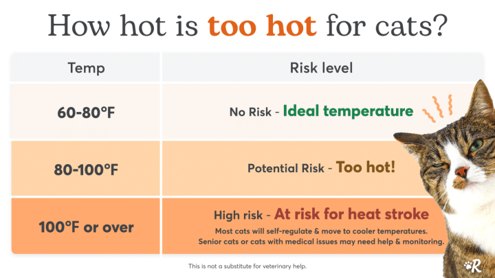 How Hot Is Too Hot for Cats? Indoor & Outdoor Temps