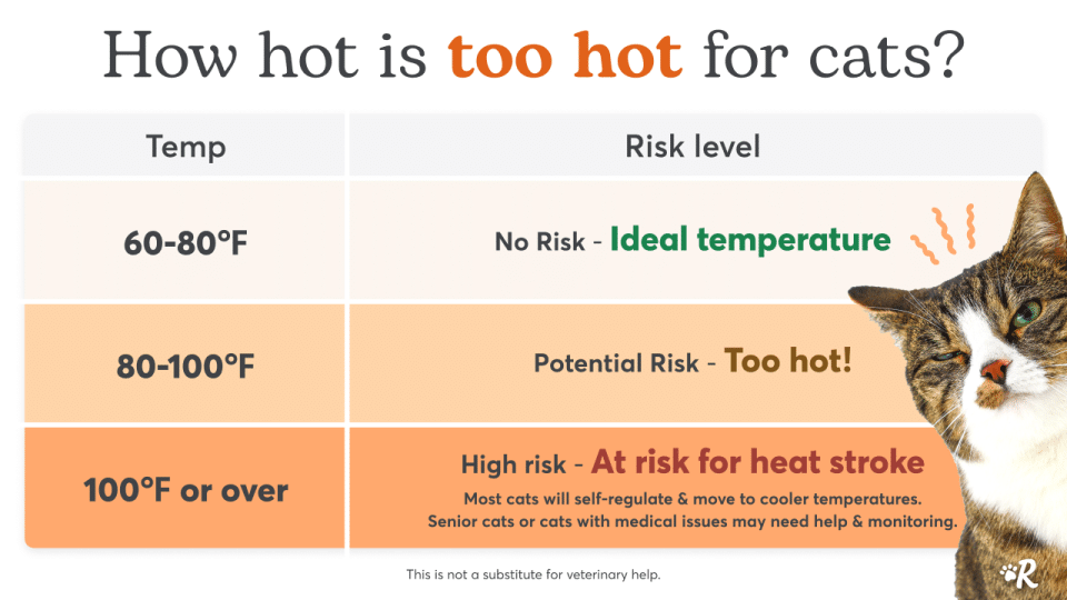 How Hot Is Too Hot for Cats? Indoor & Outdoor Temps