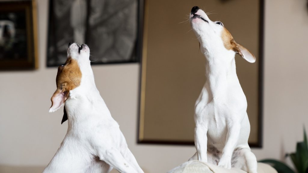 How Long Can a Dog Bark Legally?