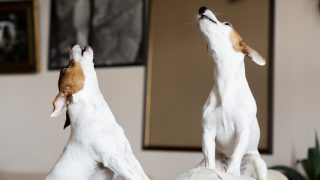 How Long Can a Dog Bark Legally?