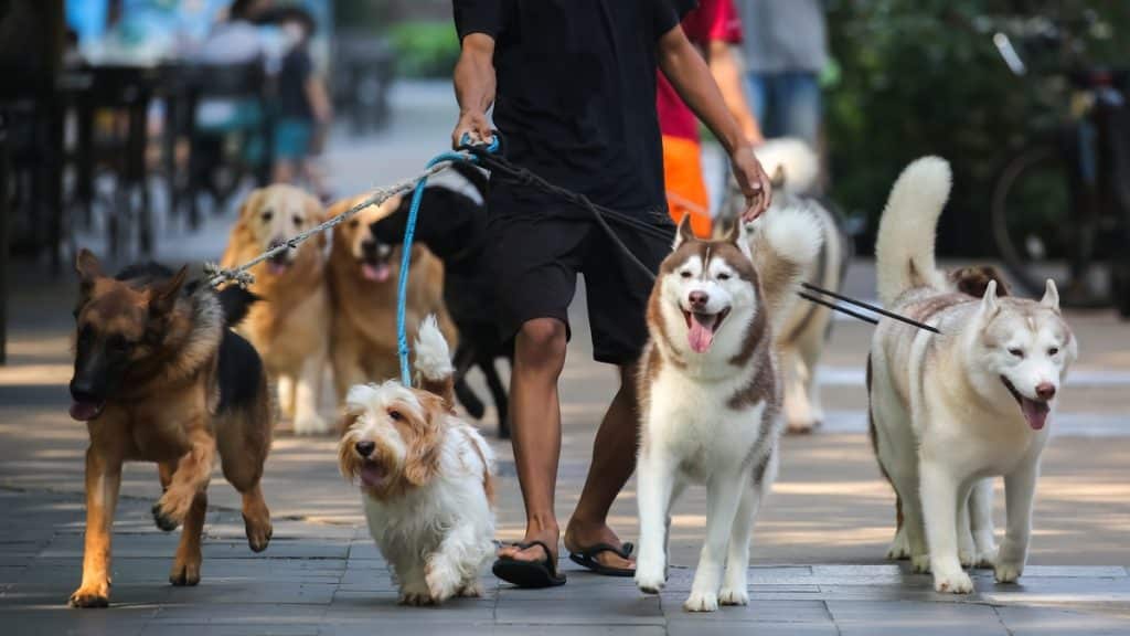 How Many Dog Breeds Are There in the World?