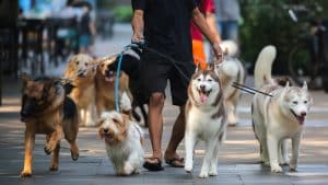 How Many Dog Breeds Are There in the World?