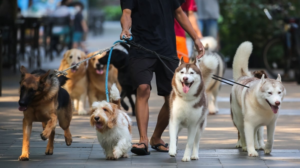 How Many Dog Breeds Are There in the World?