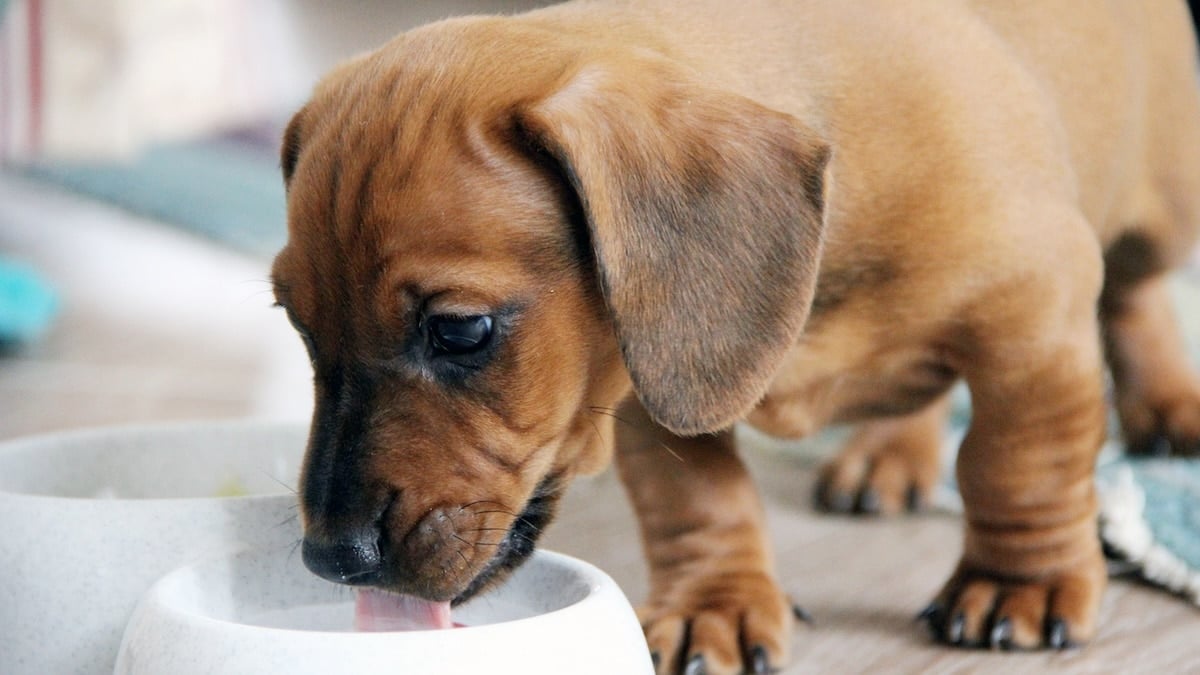 How Much Water Should A Puppy Drink?