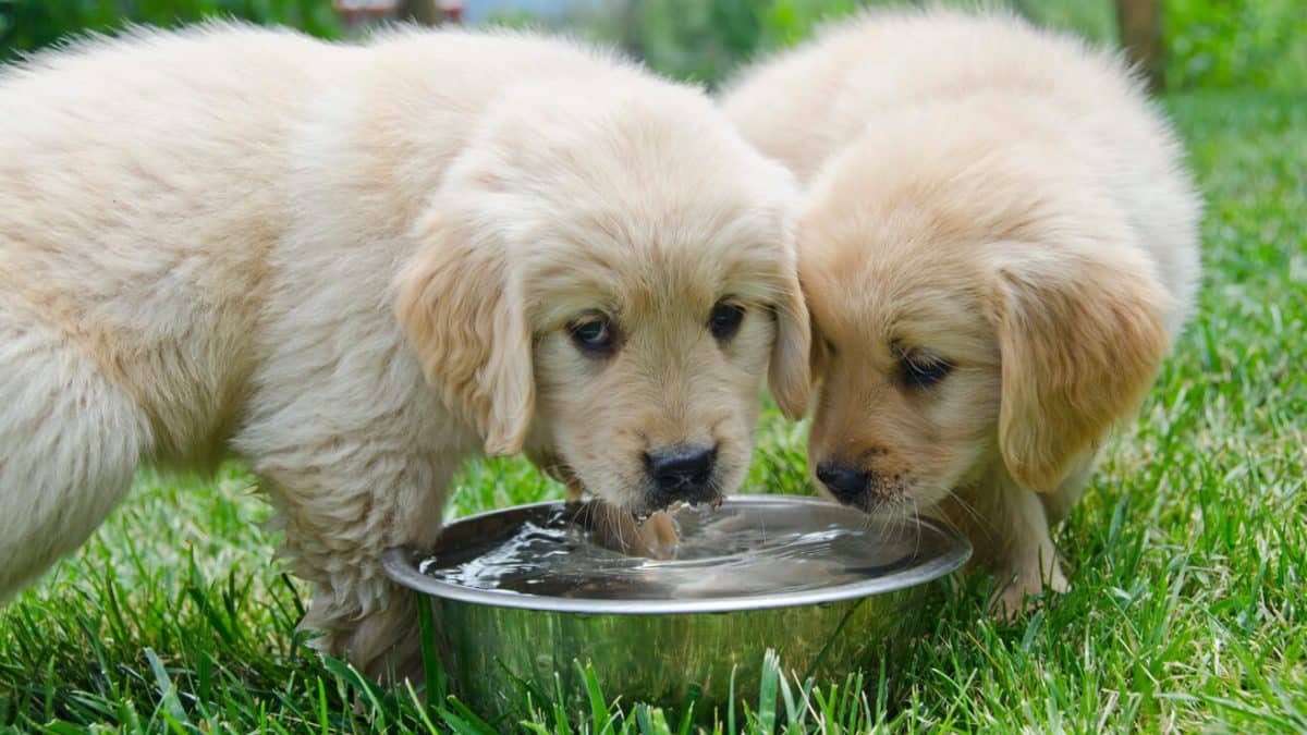 How Much Water Should A Puppy Drink? Plus Hydration Tips For Pups