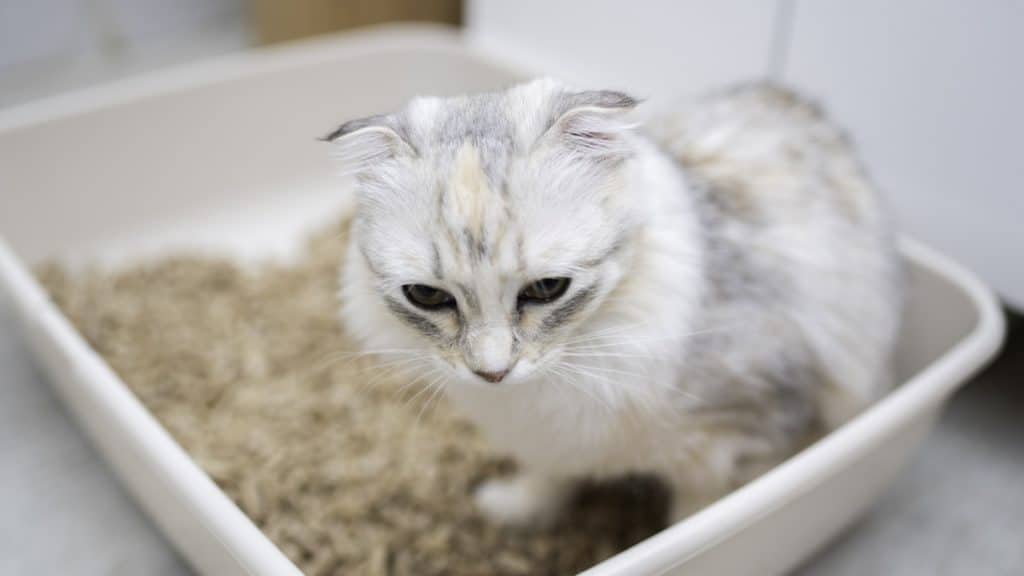 How Often Do Cats and Kittens Pee?