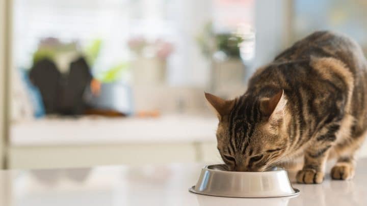 How Often Should I Feed My Indoor Cat? Cat Feeding Explained
