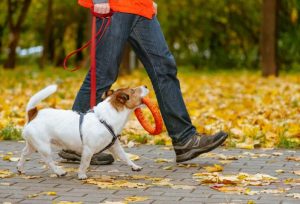 How Many Walks a Day Does a Dog Need? Experts Answer