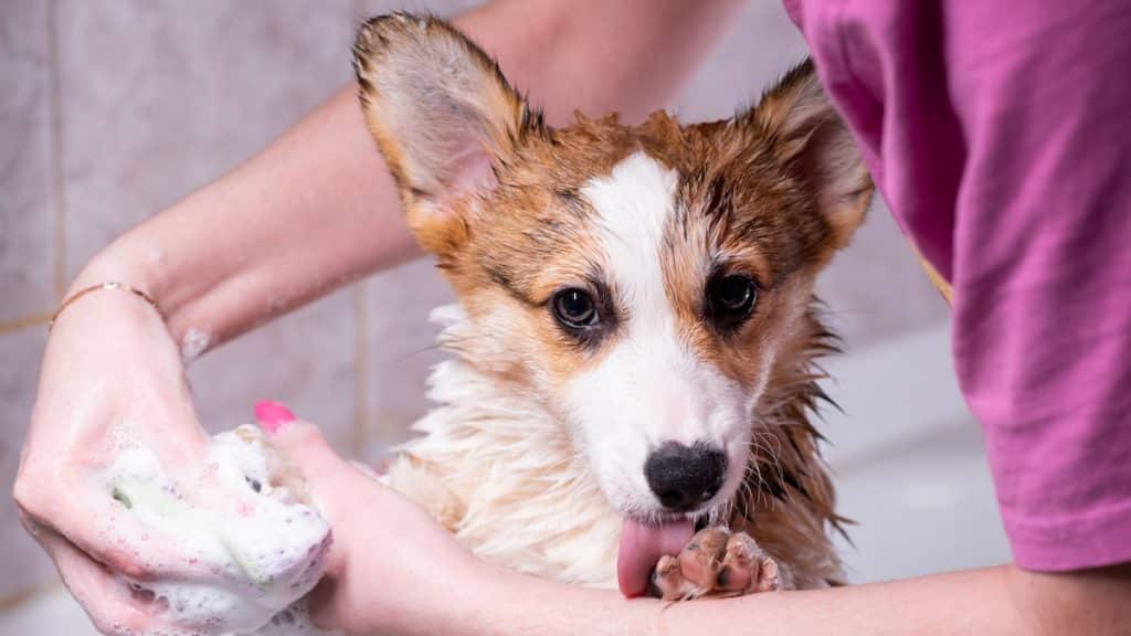 How Often Should I Wash My Dog? Professional Groomers Explain