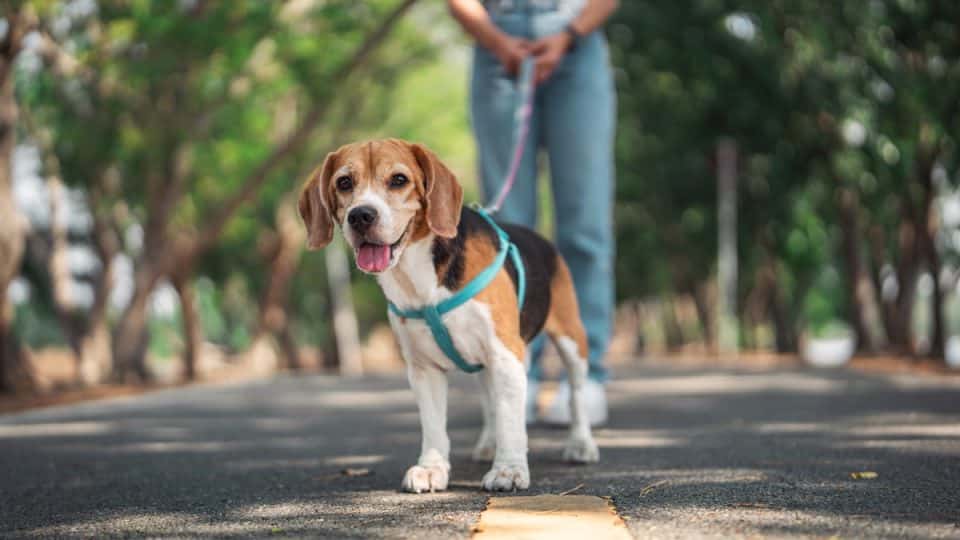 4 Tips for Choosing and Vetting a Dog Walker