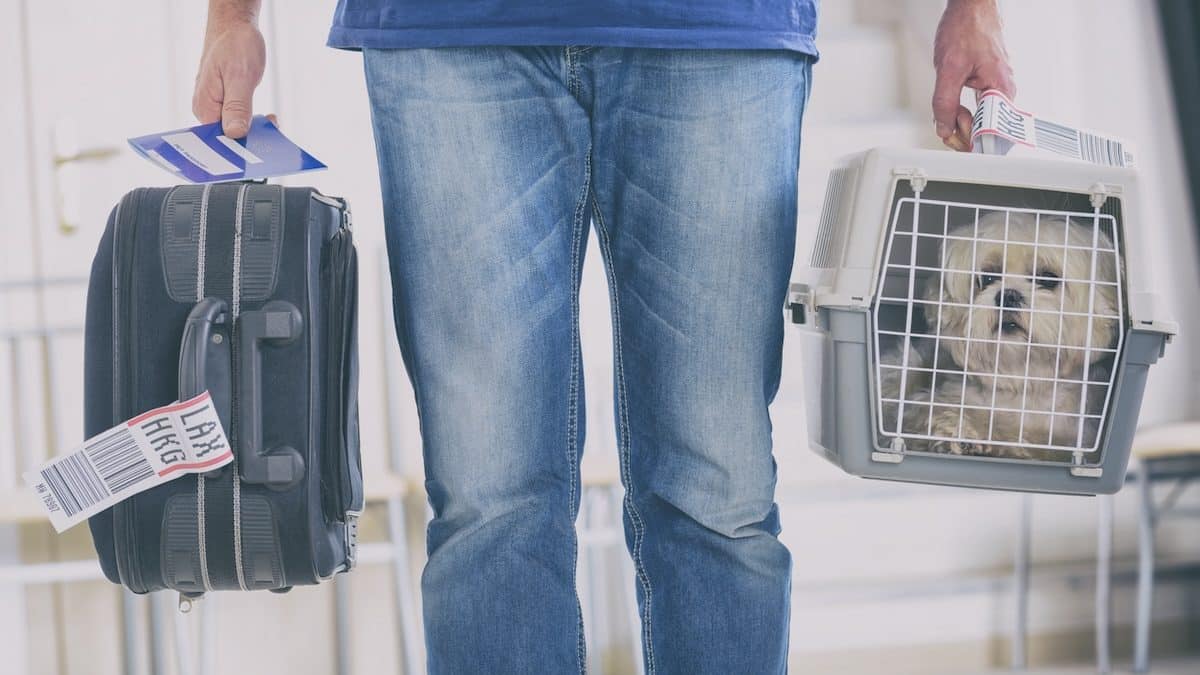 How To Fly With a Dog