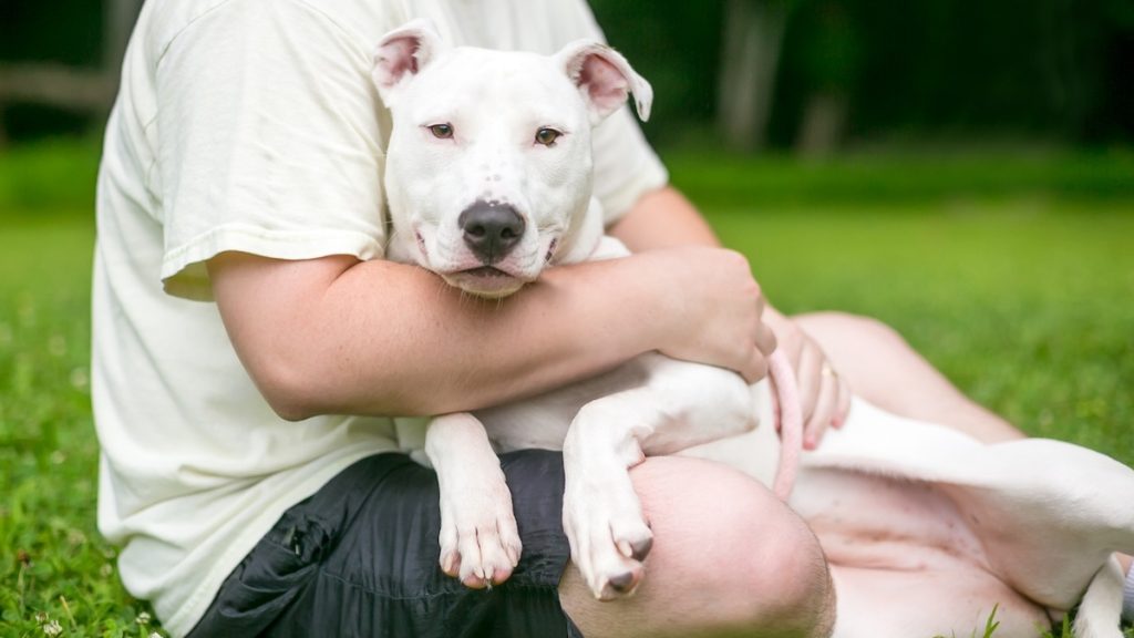 How To Foster a Dog: Rescue Work Explained
