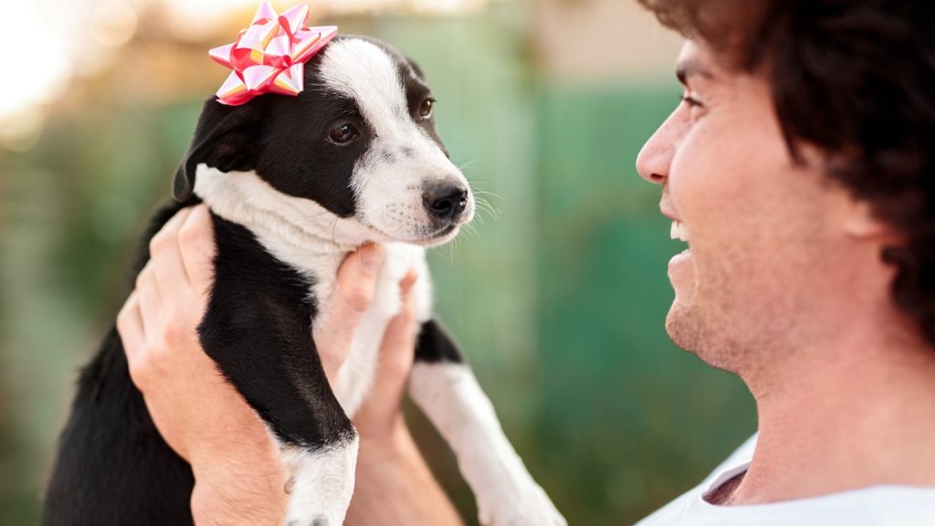 How To Give a Puppy as a Gift