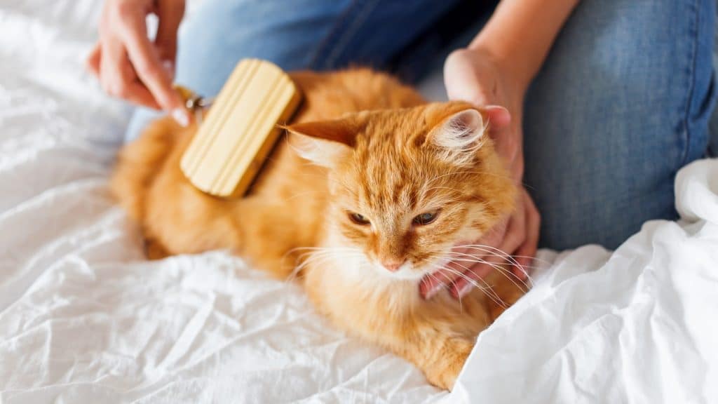 How To Groom a Cat, from Brushing to Baths and Nail Trims