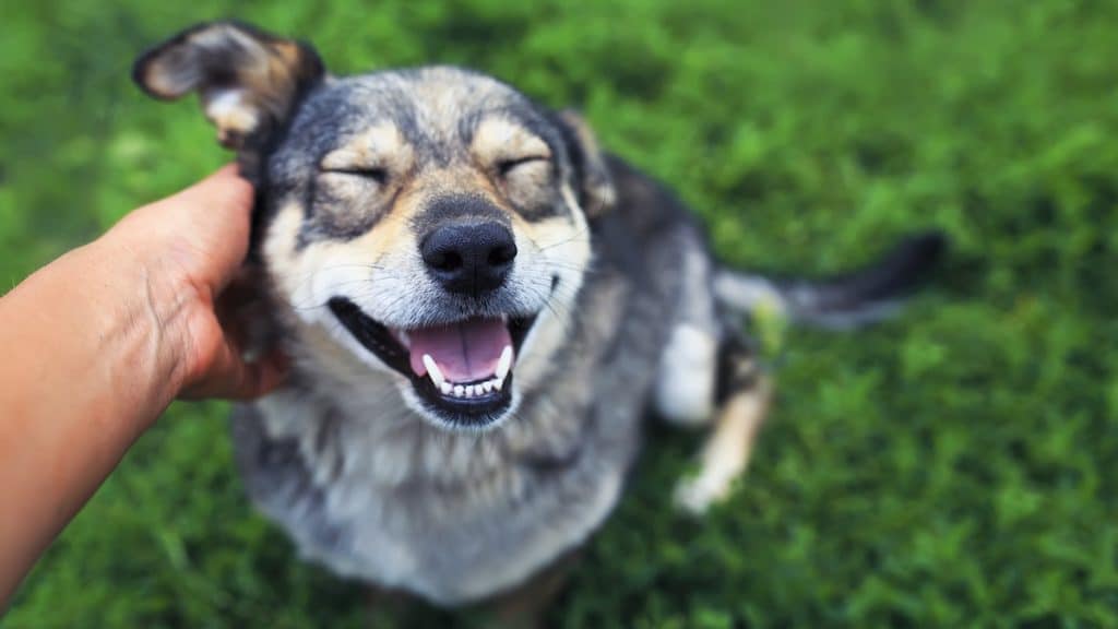 How To Keep Your Dog Healthy