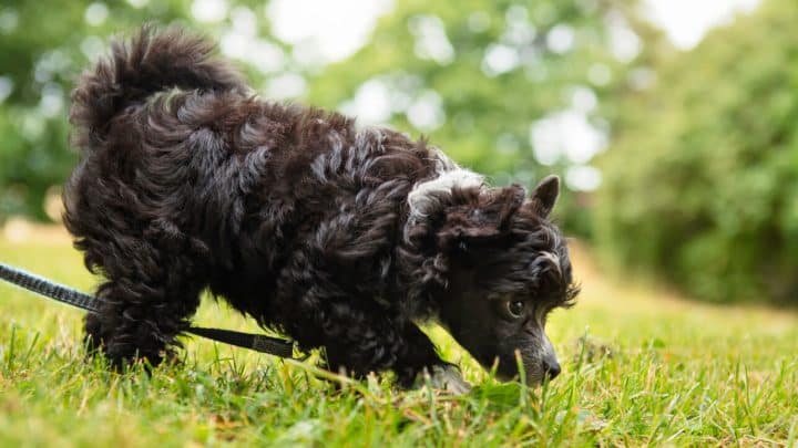 How To Make A Dog Poop Quickly: 5 Tips For Quick Poops