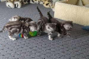 How To Socialize A Kitten: Key Tips From Experts