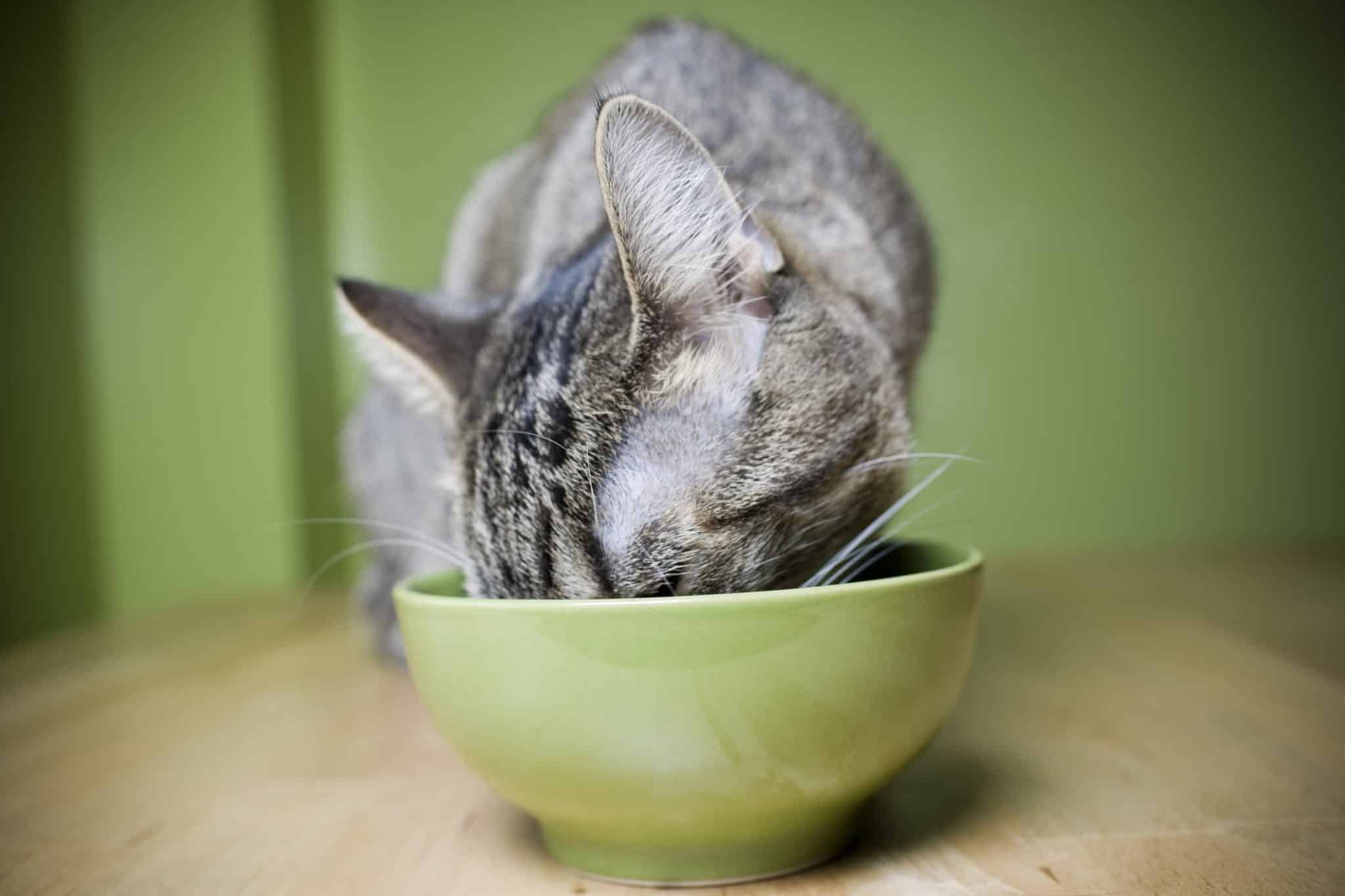 Por qué tu gato come demasiado rápido y qué hacer al respecto