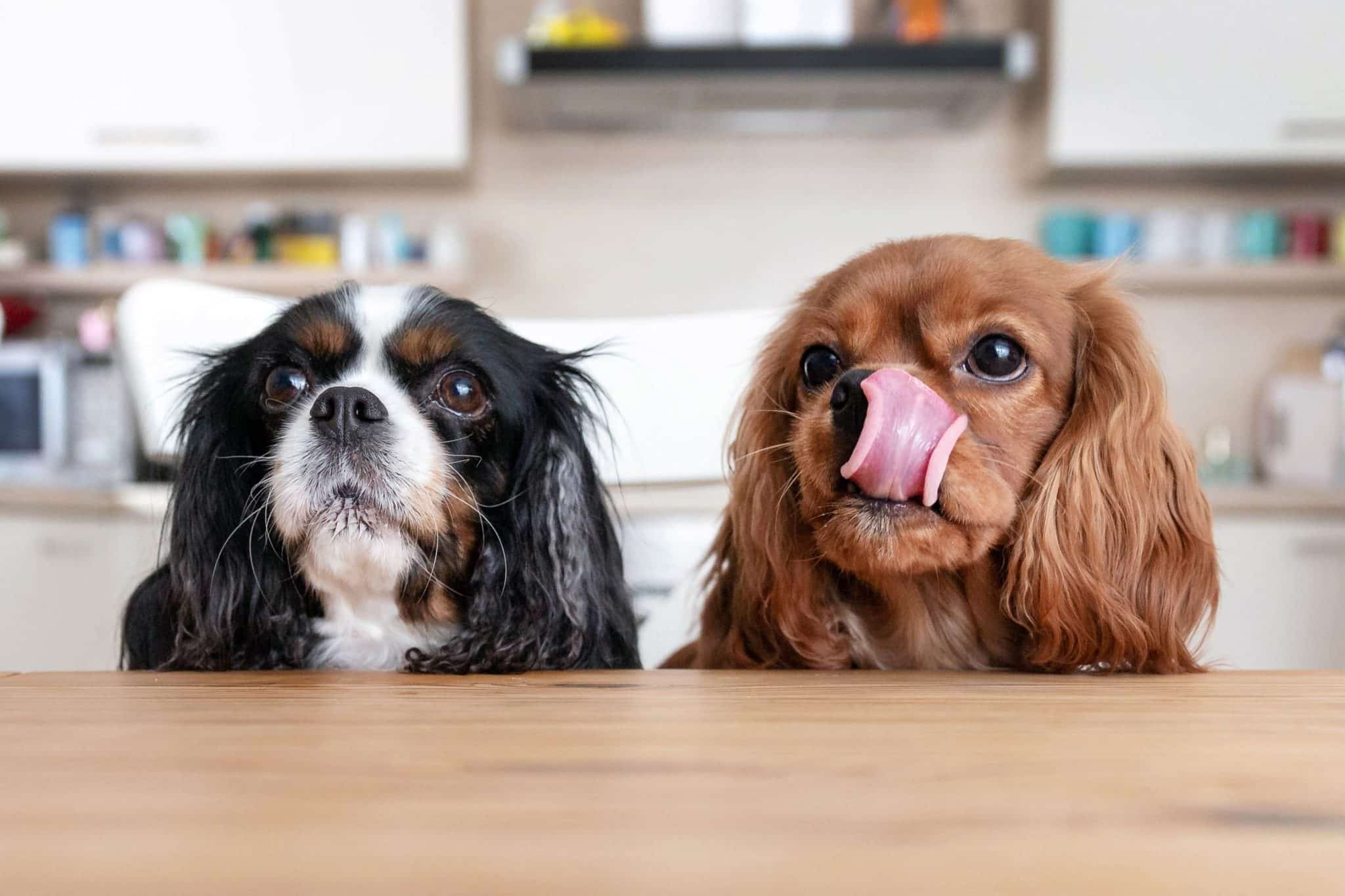 Why Do Dogs Smack Their Lips? 9 Reasons For The Behaviour