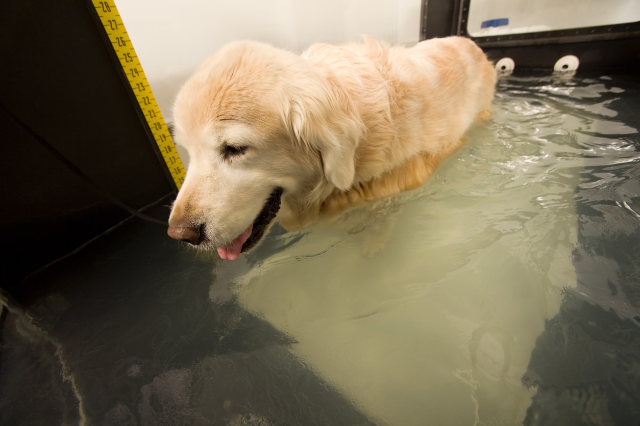 Hydrotherapy for Dogs: Benefits, Safety & Where to Try
