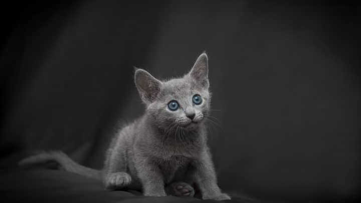 gato azul ruso