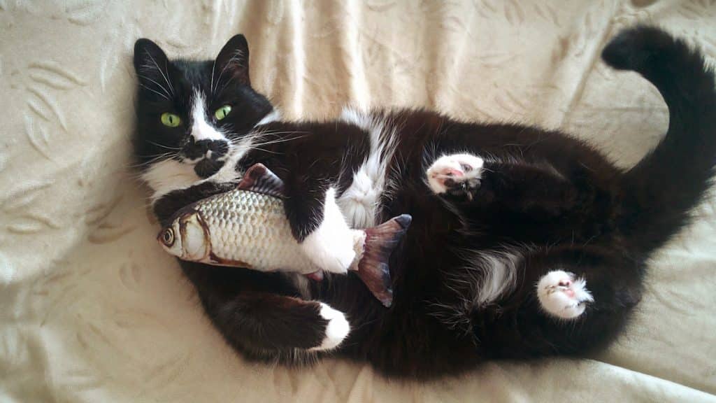 The 10 Best Cat Kicker Toys