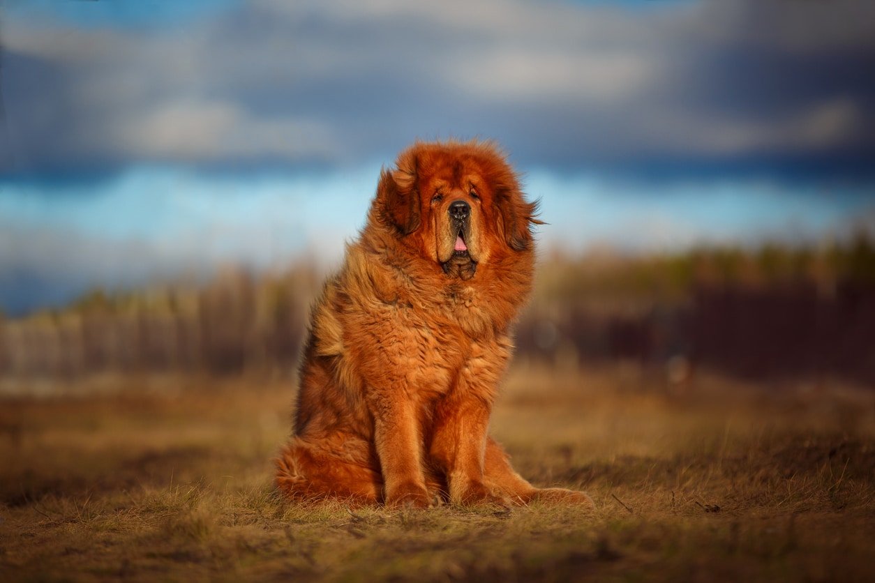 11 Expensive Dog Breeds, Ranked by Puppy & Health Costs