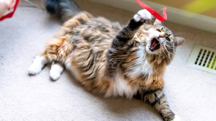 Least Active Cat Breeds: 11 Cats With More Chill Than Chase