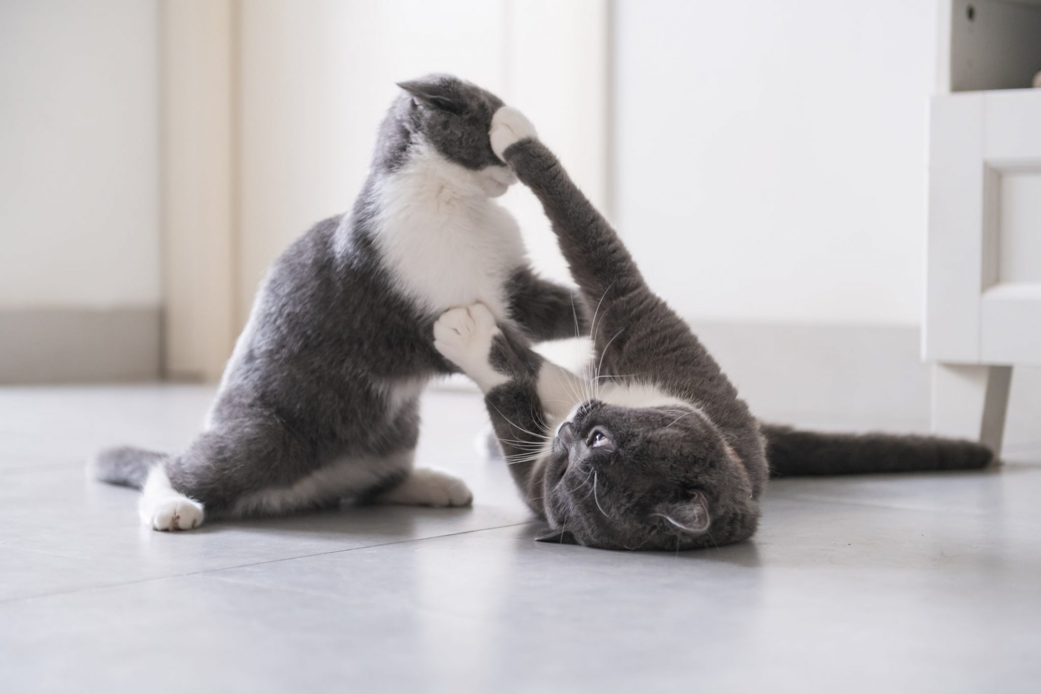 4 Ways to Stop Cats From Fighting Each Other