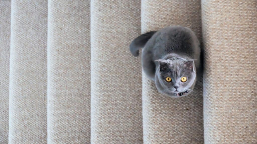 The Best Cat Ramps and Steps for Beds, Couches, Cars, and More