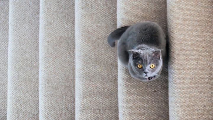 The Best Cat Ramps and Steps for Beds, Couches, Cars, and More