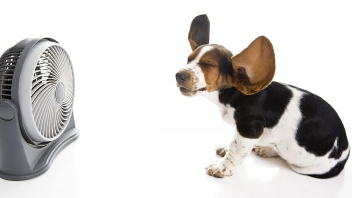 The 7 Best Dog Crate Fans to Keep Your Dog Cool in a Warm Kennel