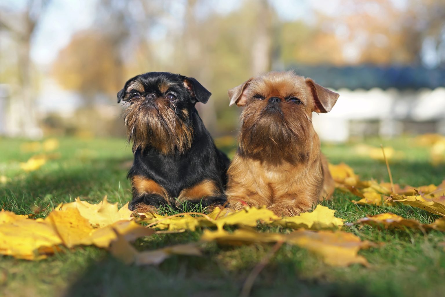 Los 15 mejores perros falderos