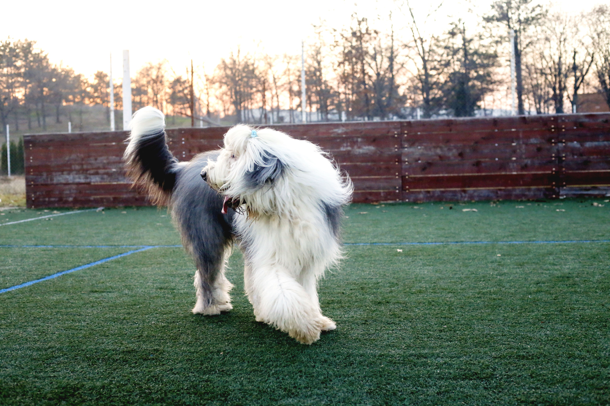 Old English Sheepdog Puppies