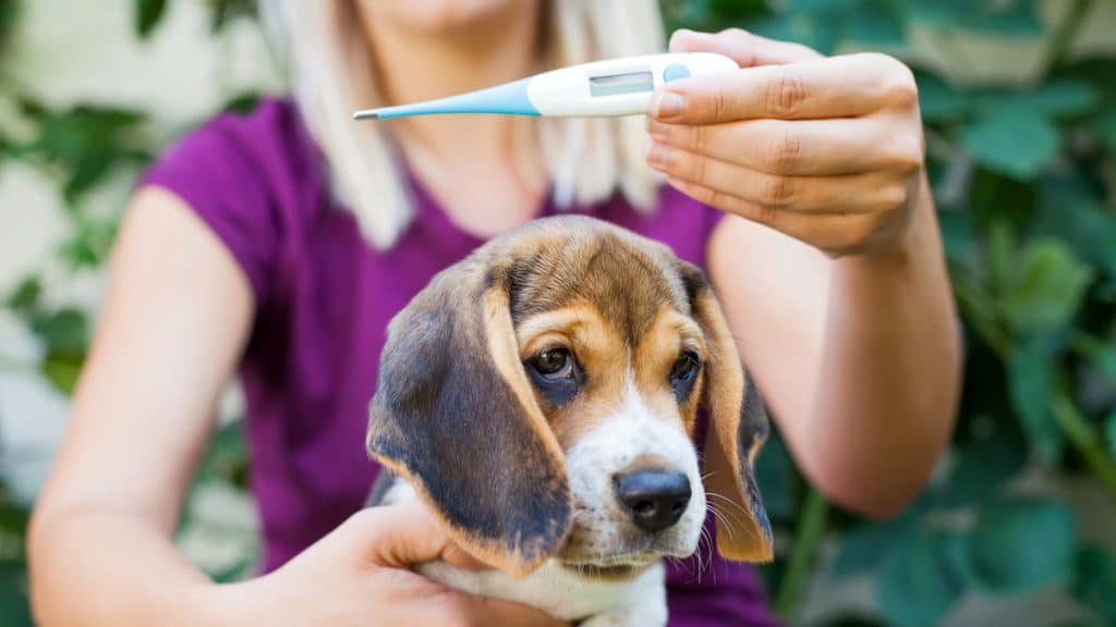When And How To Use A Dog Thermometer