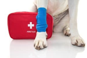 Dog First Aid Kit | What Should You Put in a Dog's Emergency Supply?