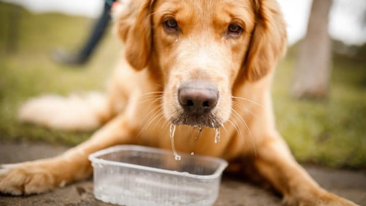 The 8 Best No-Spill Dog Water Bowls for Mess-Free Drinking