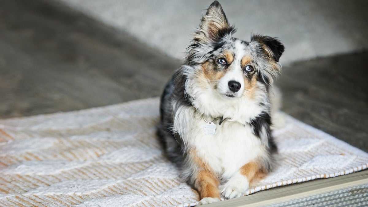 Relaxation Protocol for Dogs: Overview, Tips & Alternatives