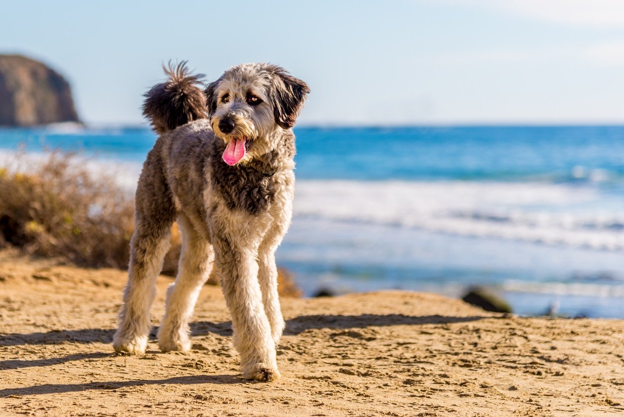 15 Lovable Mixed Dog Breeds You Should Know