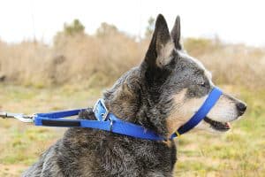 Do Gentle Leaders Work? Head Collars Explained