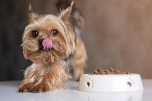 Best Food for Yorkies | What to Feed Your Yorkshire Terrier