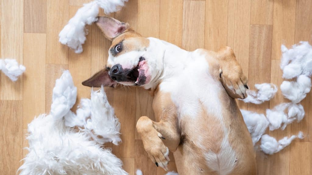 How to Identify a Dangerous Dog Toy, According to Experts