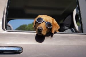 The Best Dog Goggles and Sunglasses for Optimal Eye Protection