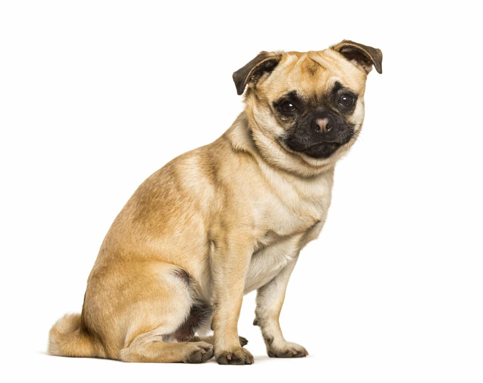15 Lovable Mixed Dog Breeds You Should Know