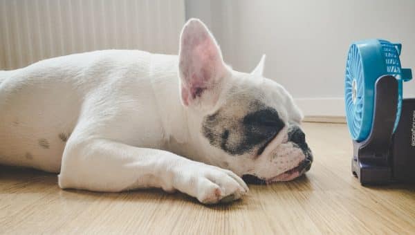 The 7 Best Dog Crate Fans to Keep Your Dog Cool in a Warm Kennel