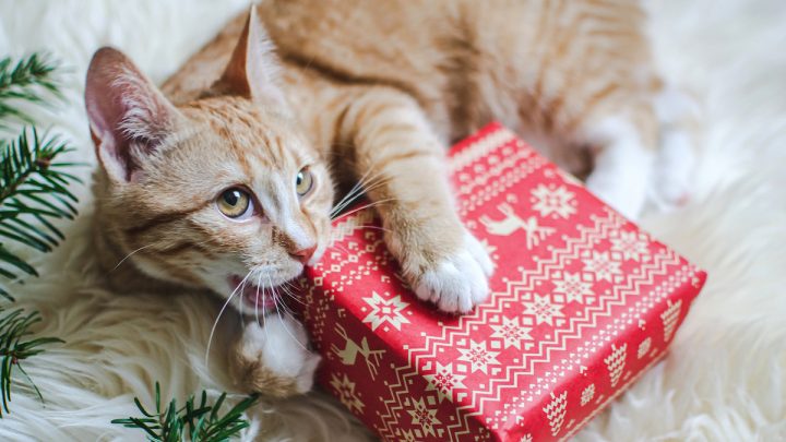 Cat Gifts for Christmas: Our Cat Gift Guide for Cats and Their People