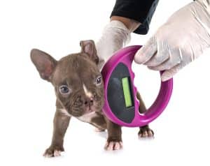 How Pet Microchips Work and Don't Work—And Why You Should Get One