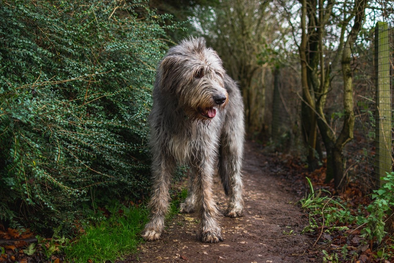 The Irish Wolfhound: All About the World's Tallest Dog