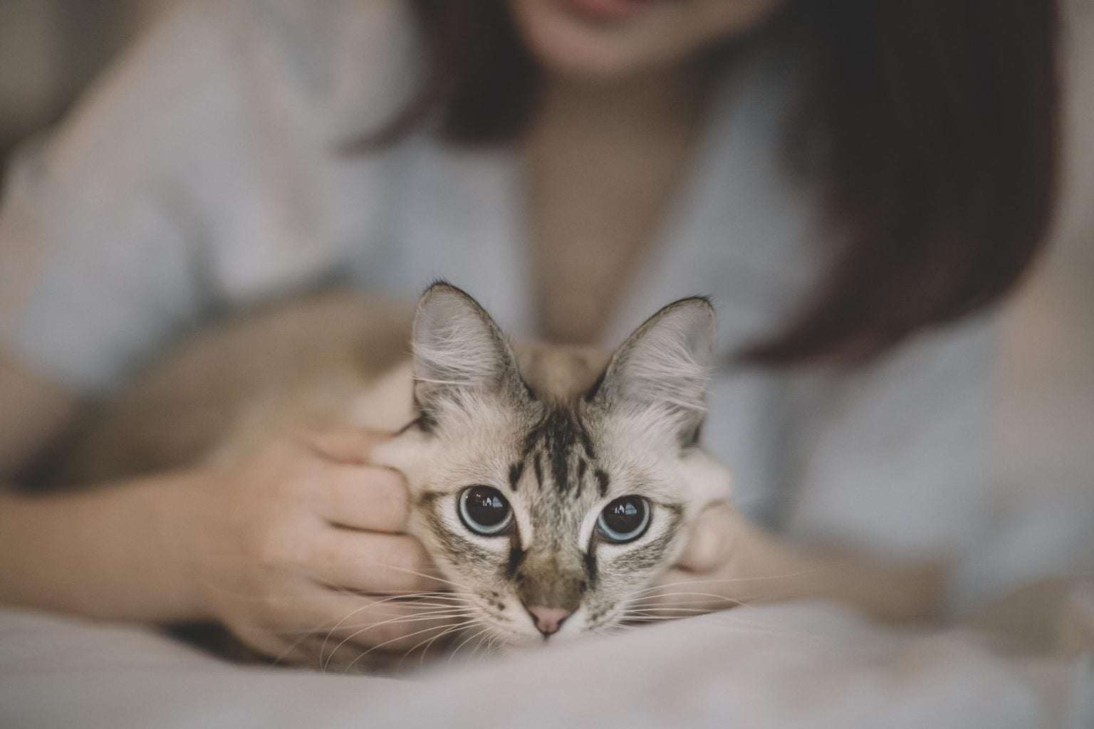 Why Are My Cat’s Eyes Dilated?