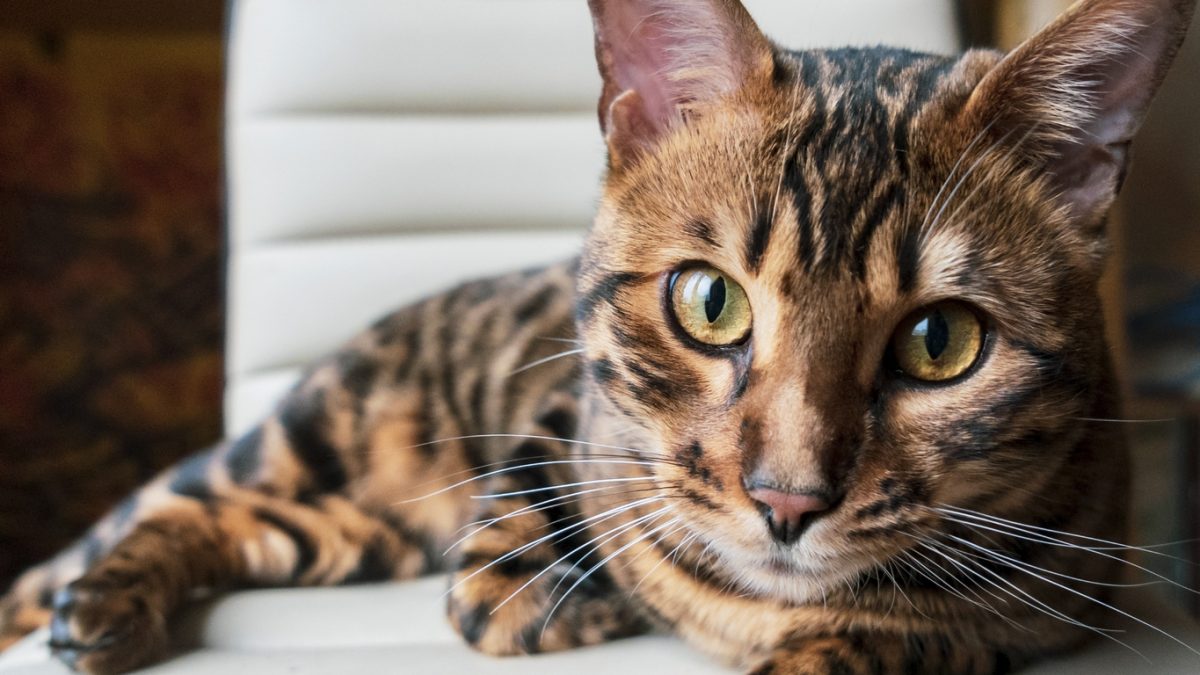 14 Rare Cat Breeds You've Probably Never Heard Of